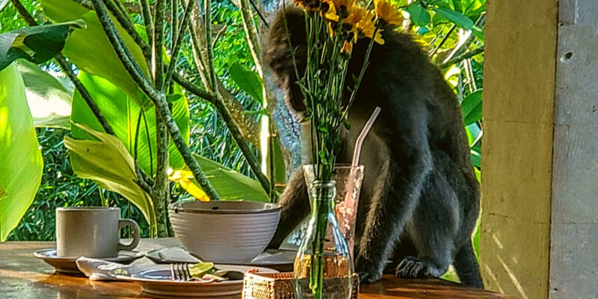 Life on Monkey Forest Road in Ubud: Lessons Learned • The Lens of Jen